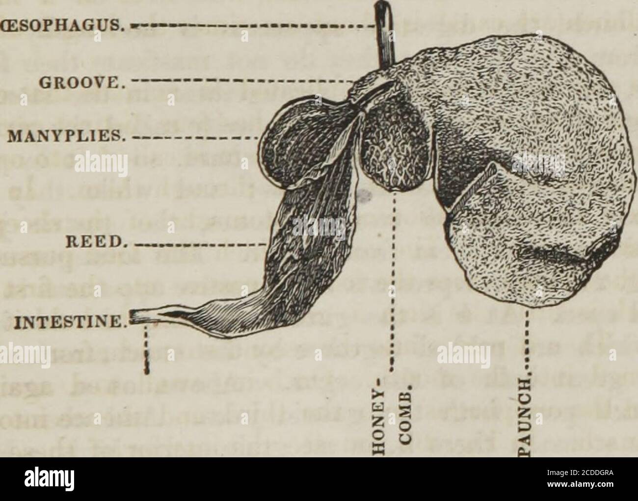 . Human physiology : designed for colleges and the higher classes in ...