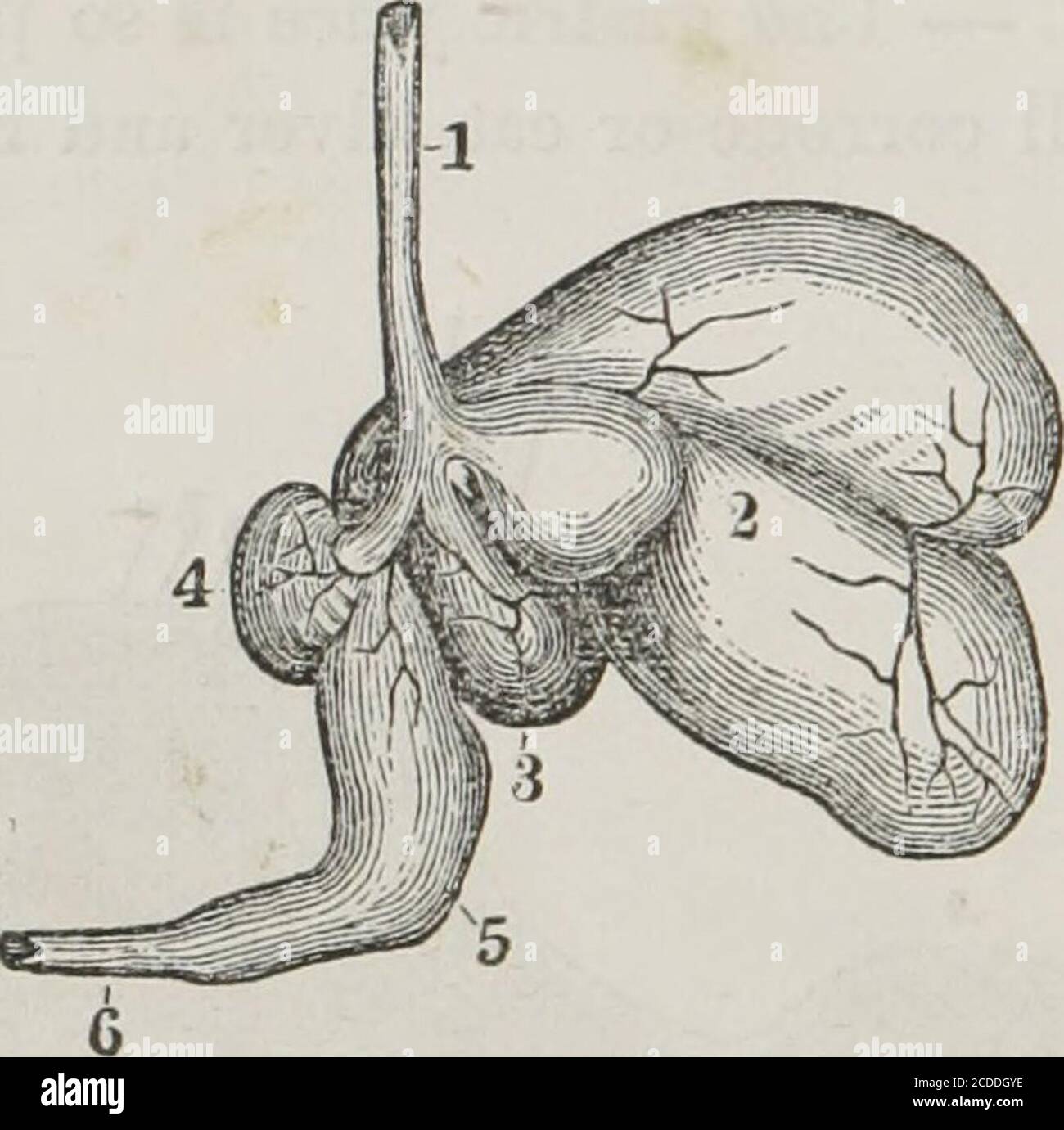 . Human and comparative anatomy, physiology, and hygiene . Fig. 14 ...