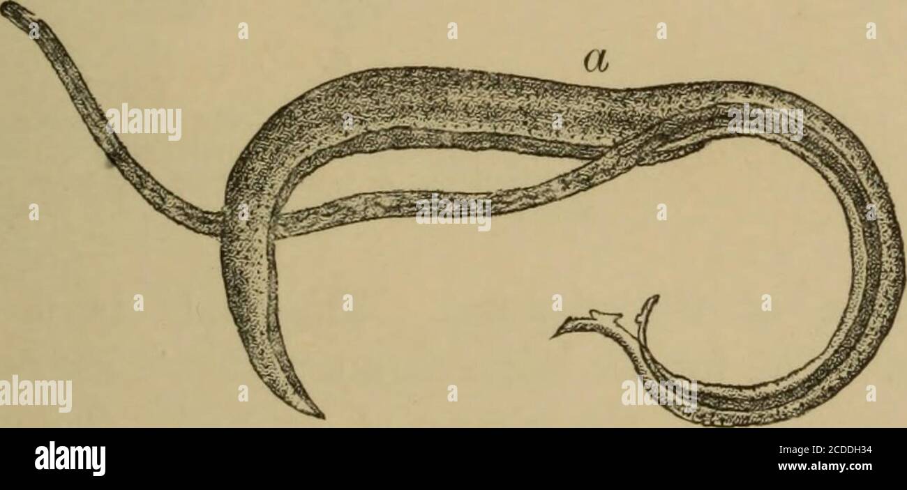 . The elements of pathological histology with special reference to ...
