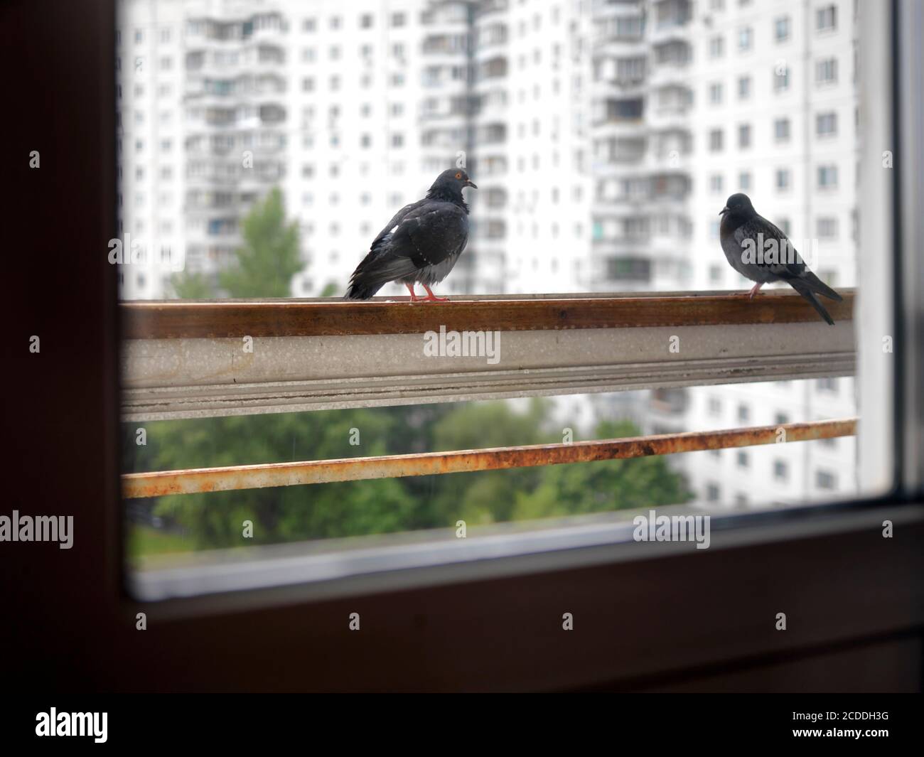 Pigeons on a balcony hi-res stock photography and images - Alamy
