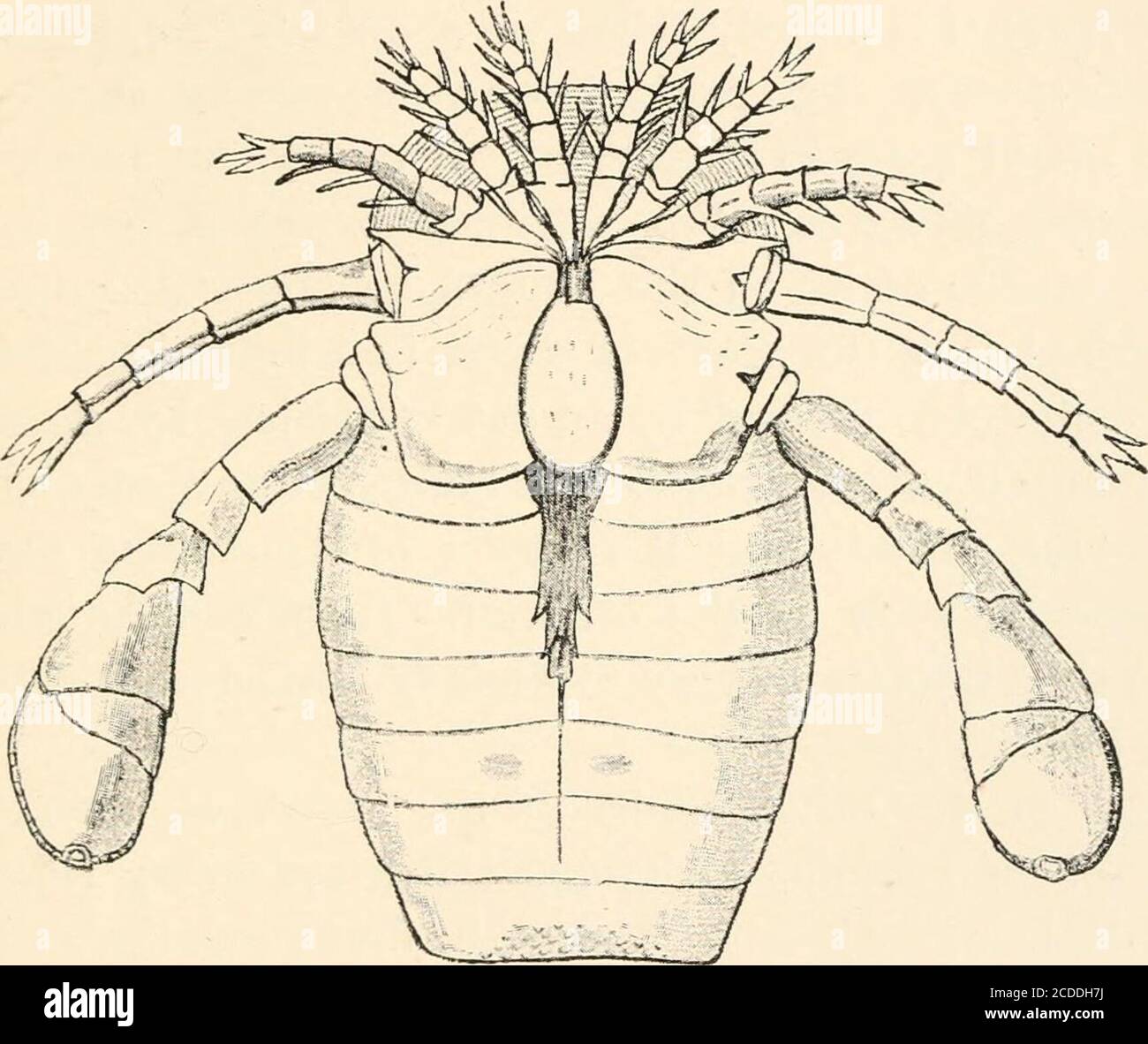 Pterygotus hi-res stock photography and images - Alamy