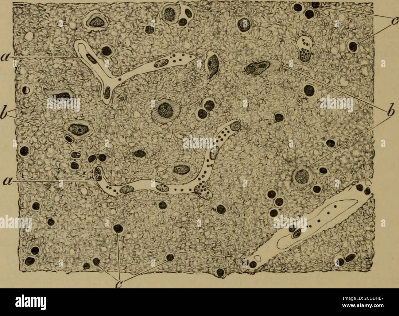 . The elements of pathological histology with special reference to ...