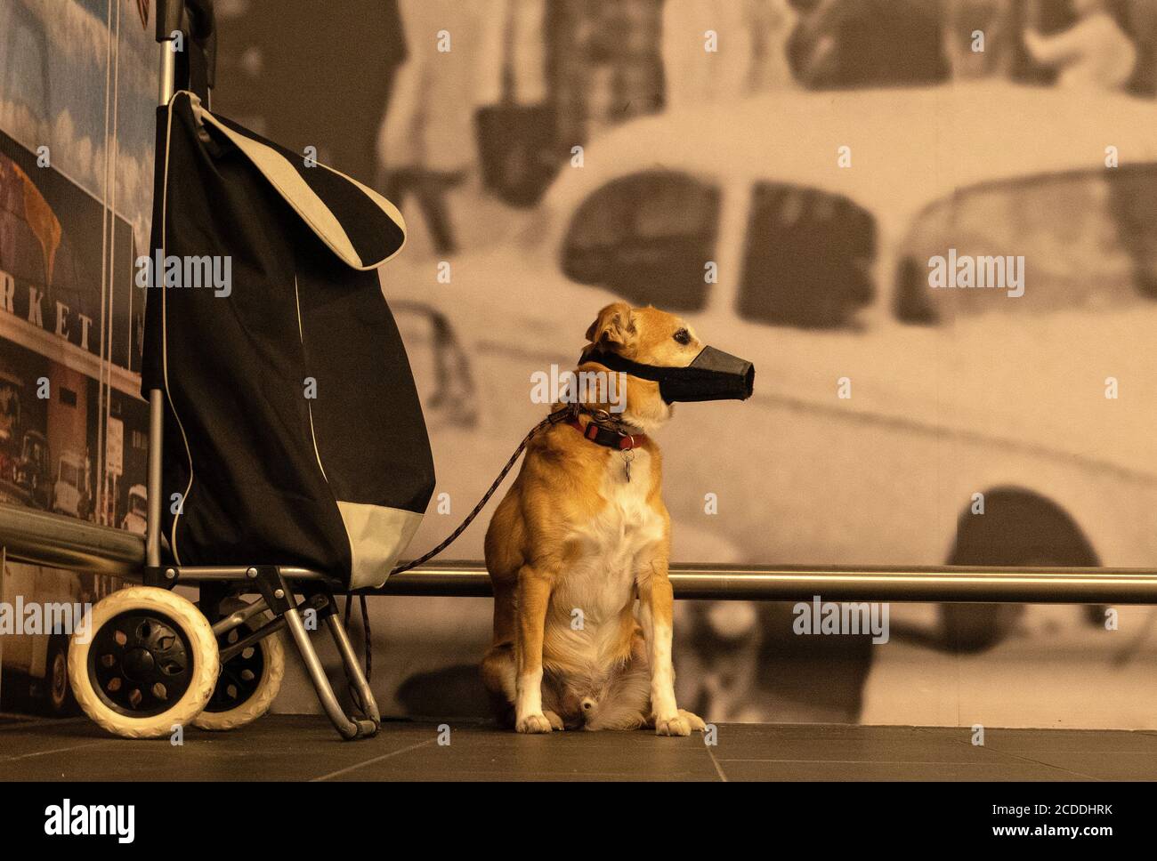 Melbourne dog dogs hi-res stock photography and images - Alamy