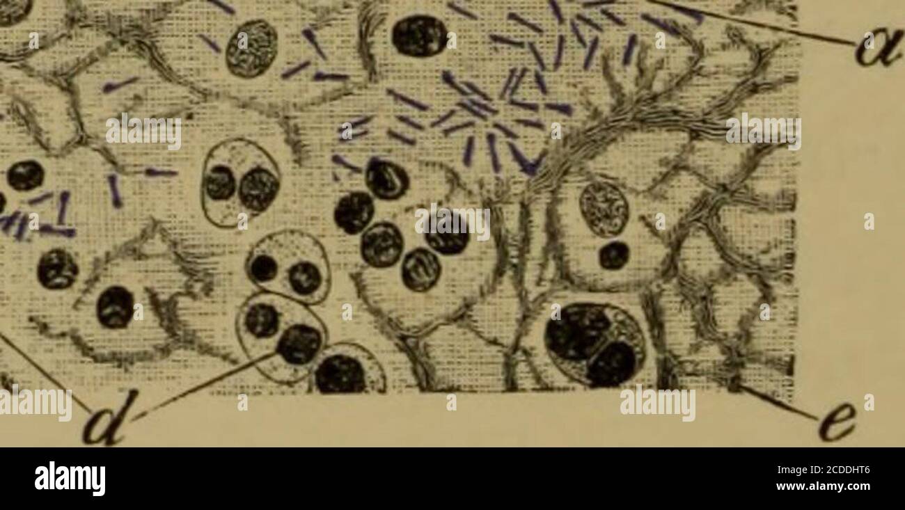 . The elements of pathological histology with special reference to ...