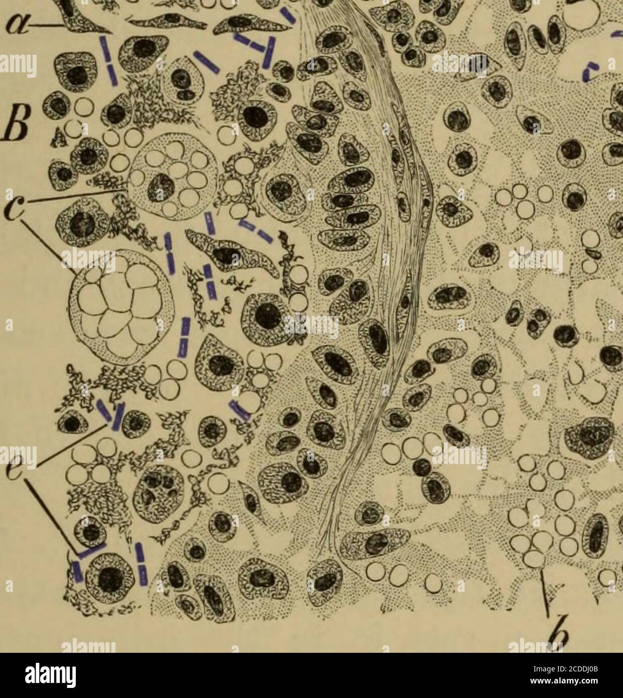 Bacillus species hi-res stock photography and images - Alamy