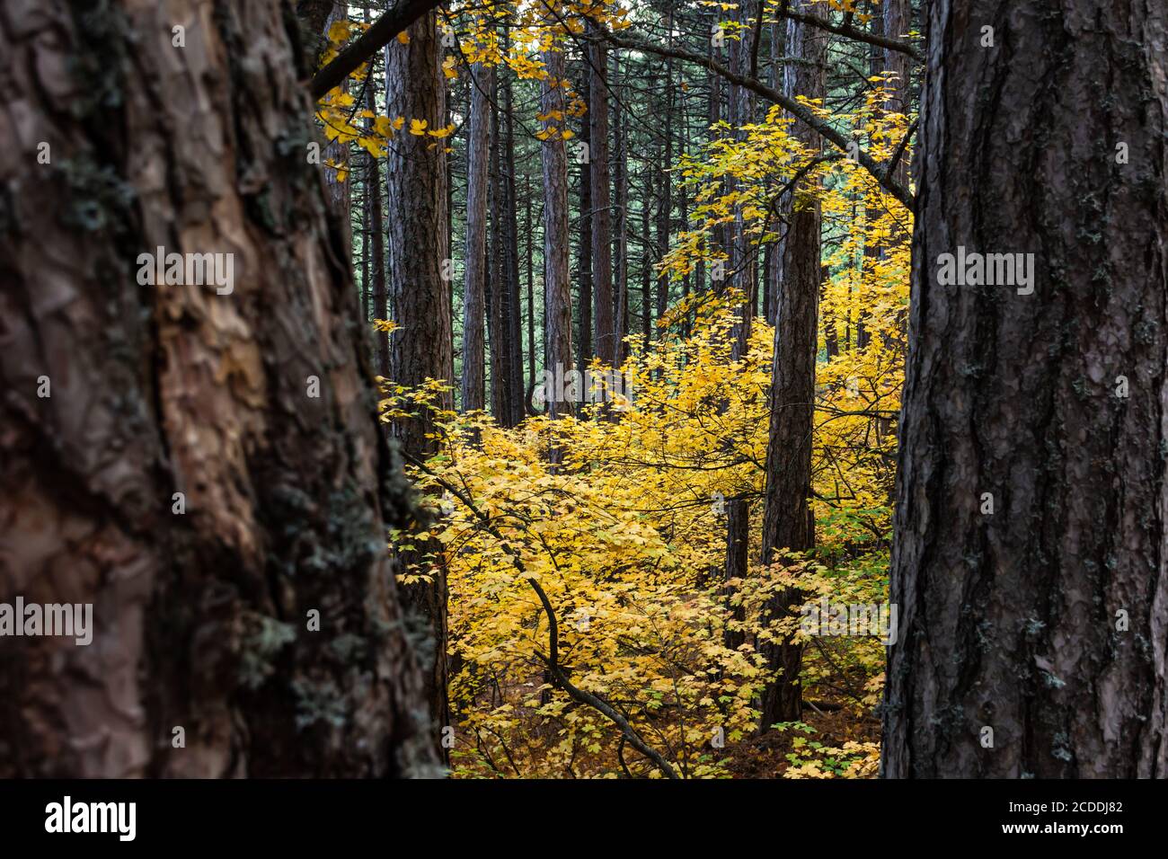 Deciduous and coniferous trees in autumn. Abstract autumn leafy ...
