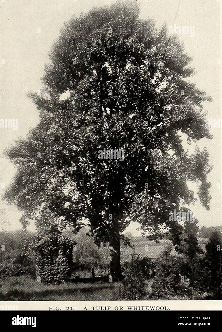 Buttonwood tree trees hi-res stock photography and images - Alamy