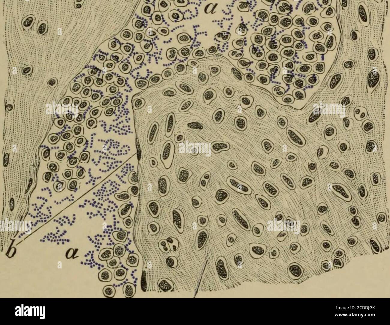 Rodlets hi-res stock photography and images - Alamy