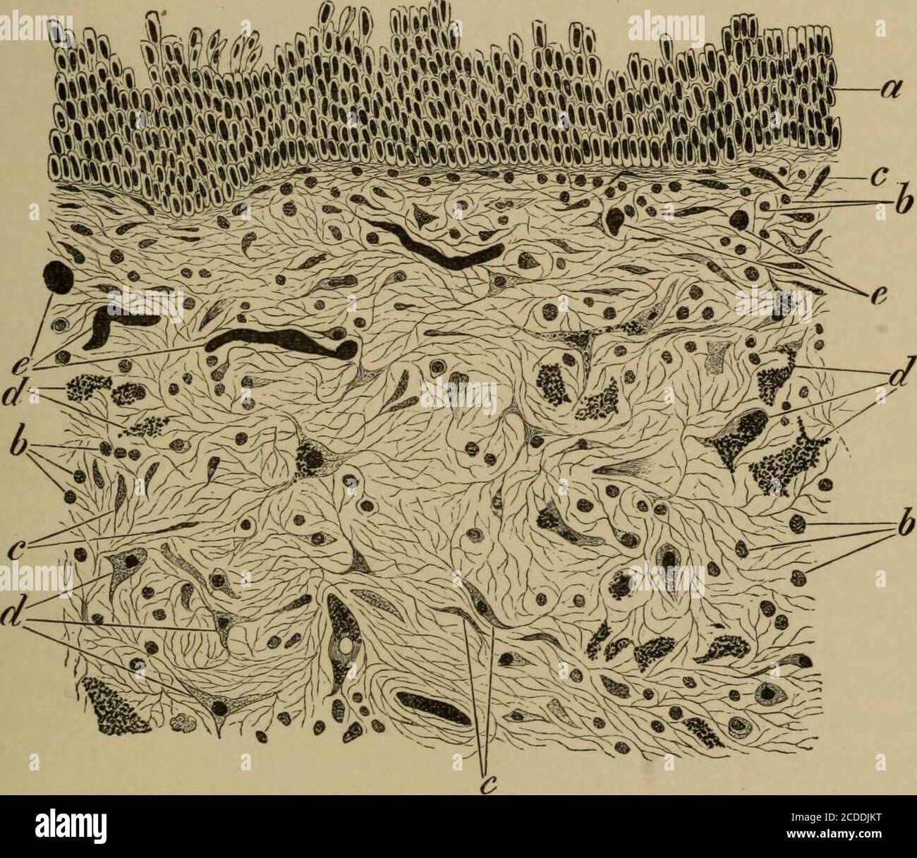 . The elements of pathological histology with special reference to ...