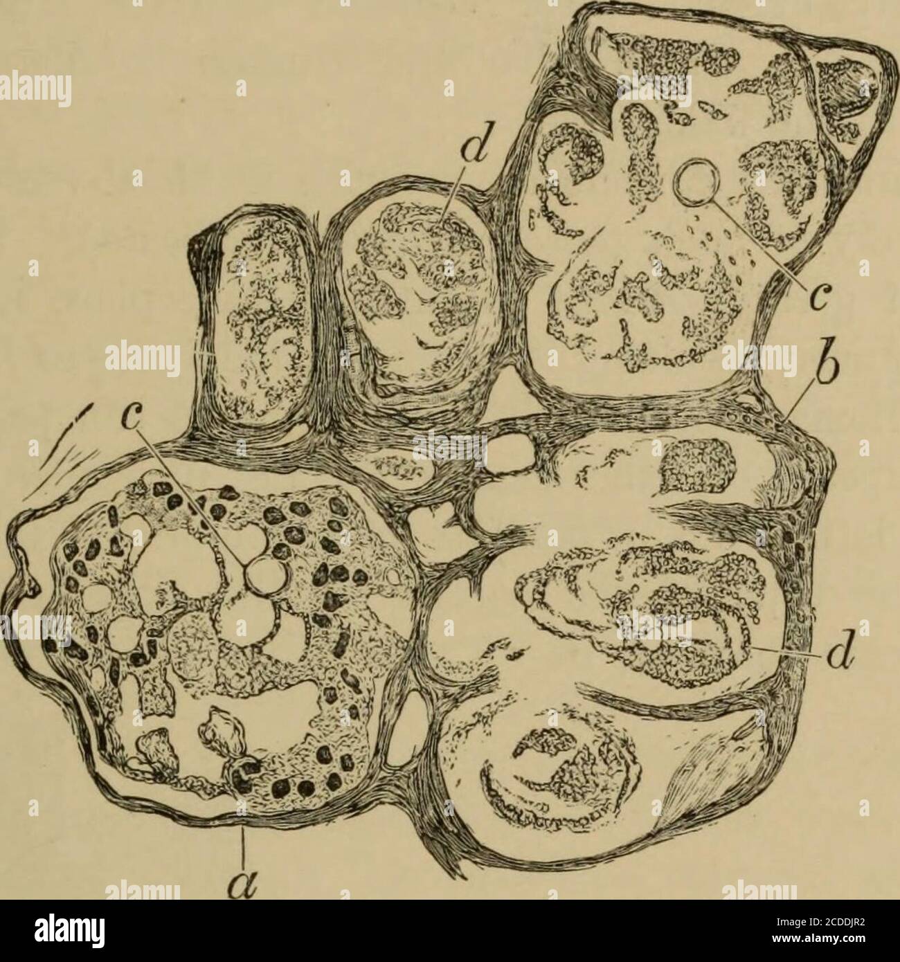 . The elements of pathological histology with special reference to ...