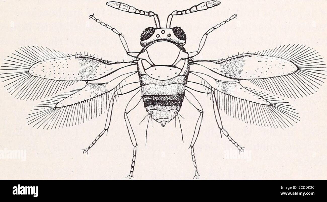 . The San Jose scale and its control . , therefore, whether inorchards ...