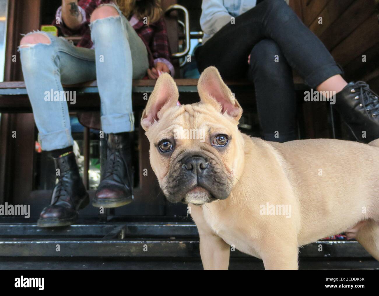 Dog owner french bulldog hi-res stock photography and images - Alamy