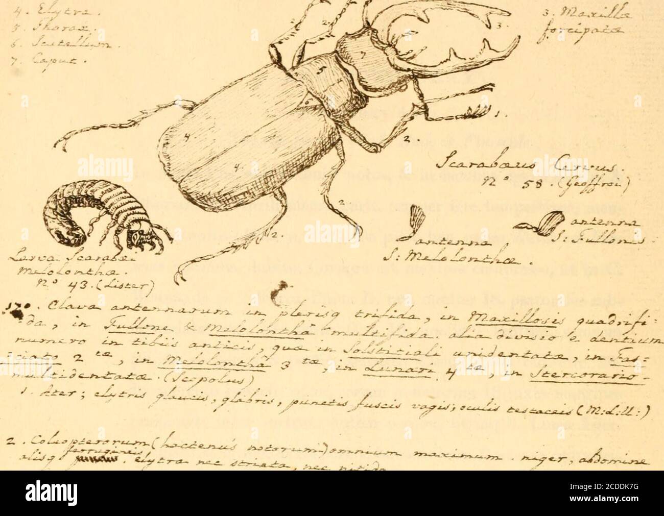 . The poet Gray as a naturalist : with selections from his notes on the ...