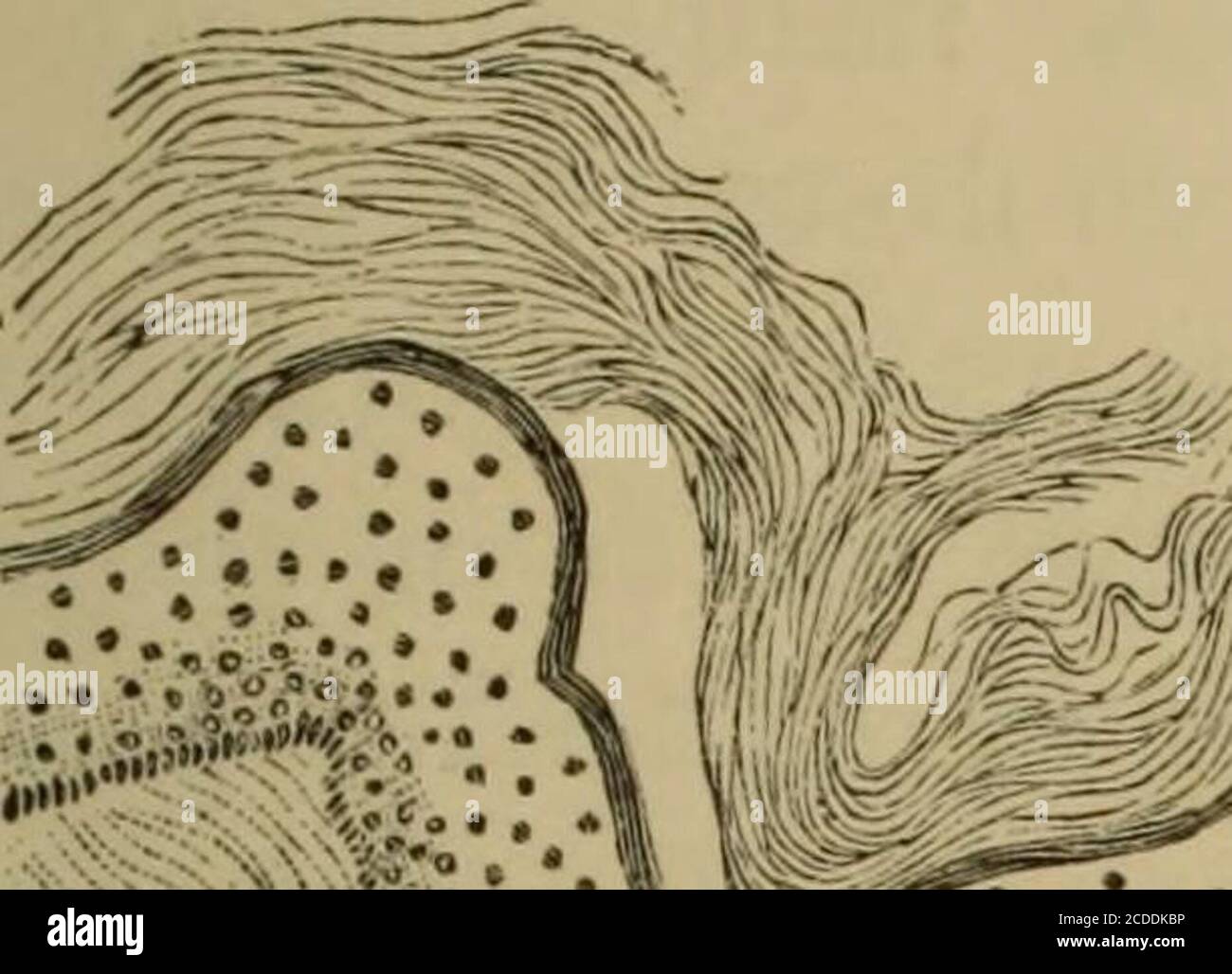 . The elements of pathological histology with special reference to ...