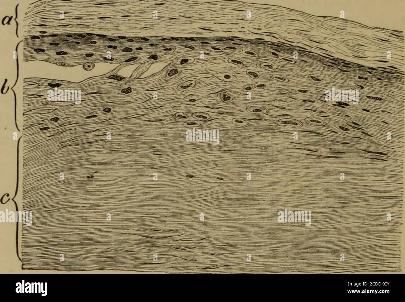 Sebum secretion hi-res stock photography and images - Alamy