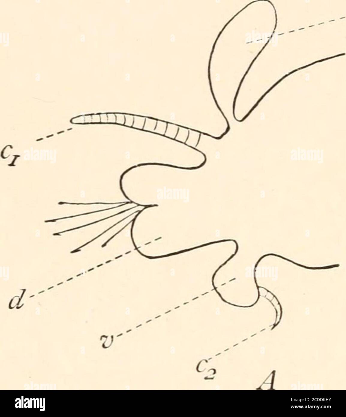 Parapodium hi-res stock photography and images - Alamy