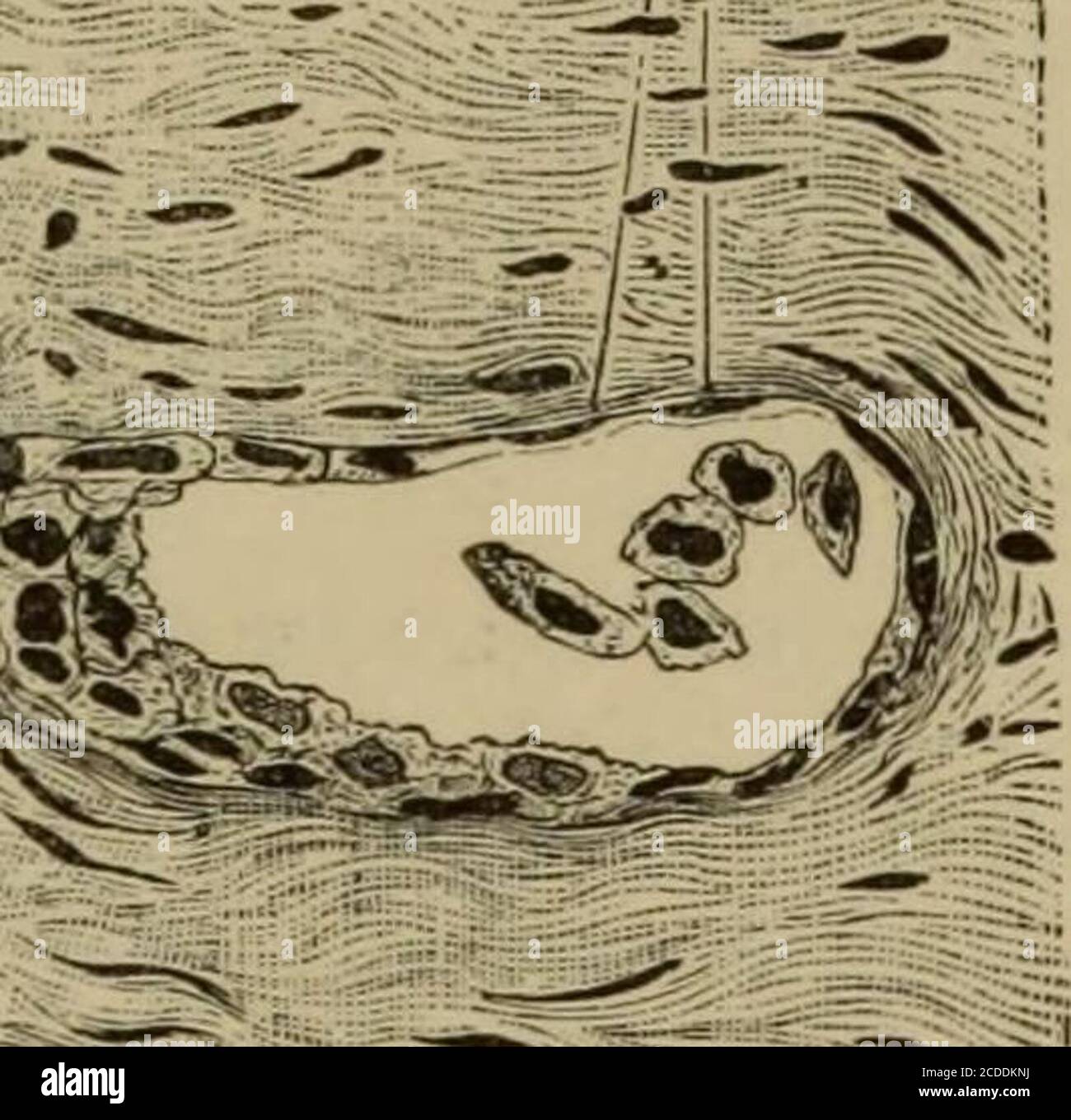 . The elements of pathological histology with special reference to ...