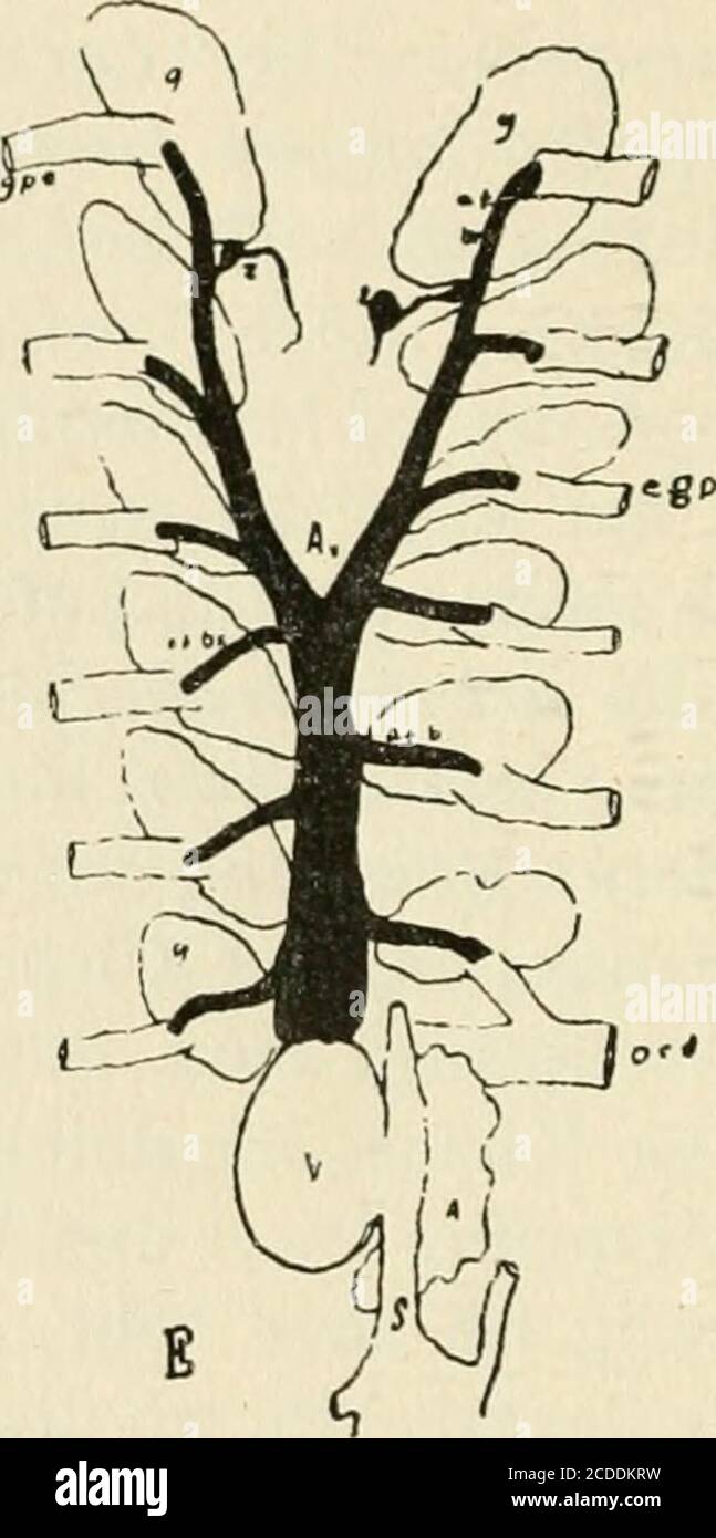 . Bulletin . D, efferent branchial system of Bdellostoma forsteri ...