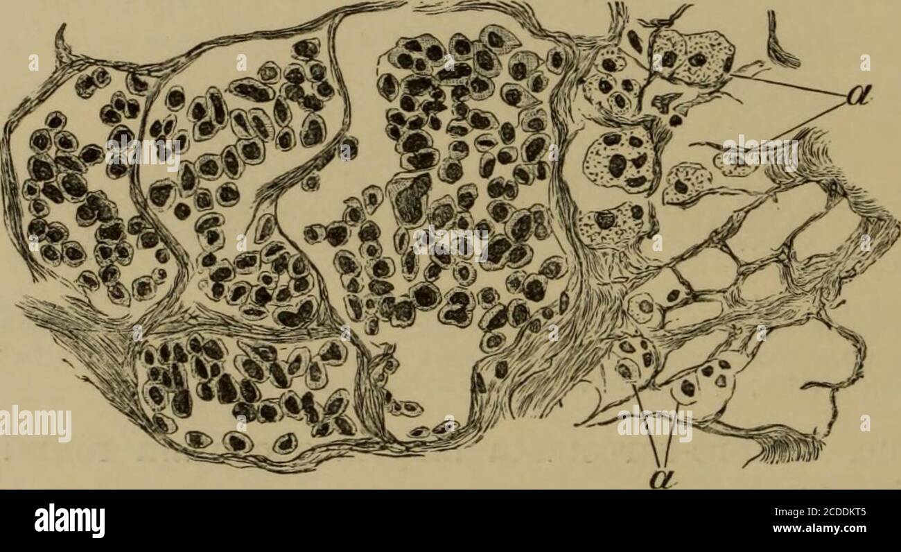 . The elements of pathological histology with special reference to ...
