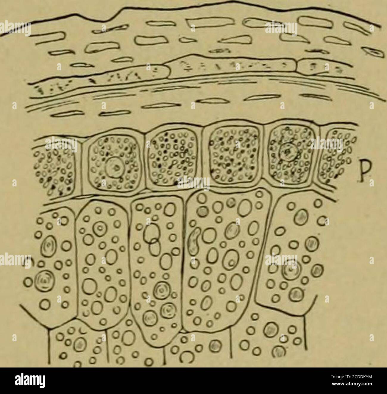 . Nature and development of plants . Fig. 11. Fig. 12. Fig. 11. Starch ...