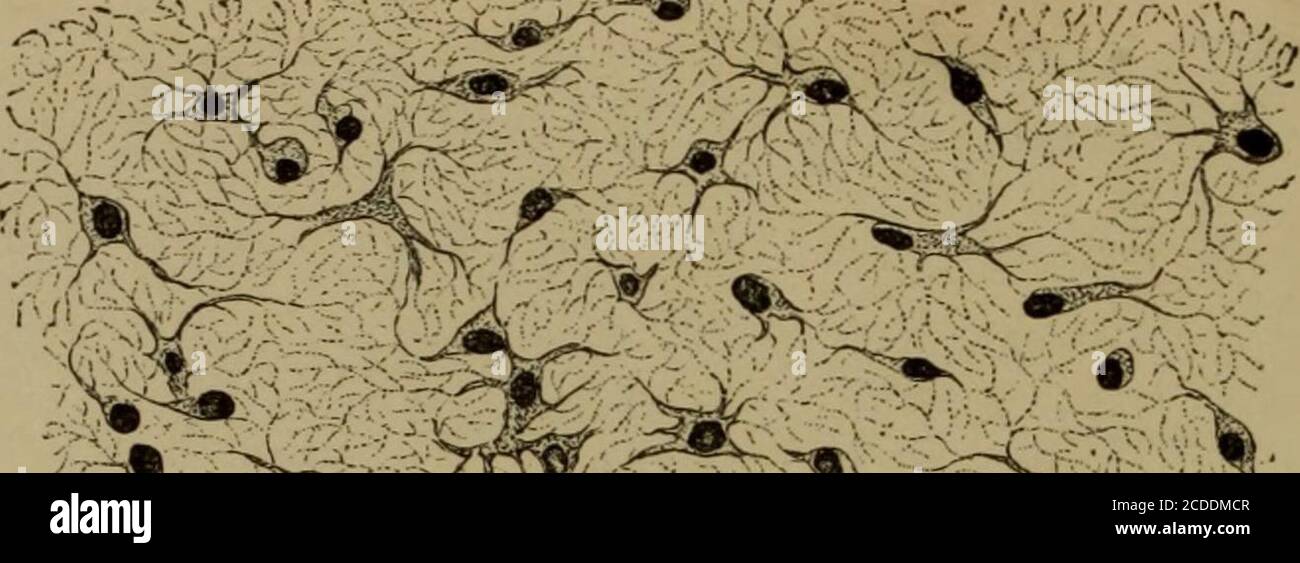 . The elements of pathological histology with special reference to ...