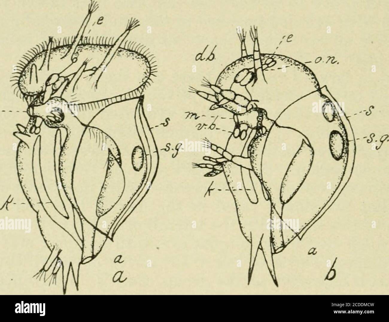. The causes and course of organic evolution; . lear vesicle already ...