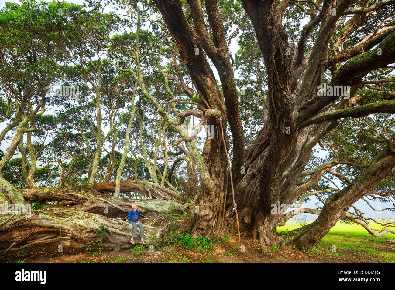 Unusual Big tree in New Zealand. Wanderlust concept Stock Photo - Alamy