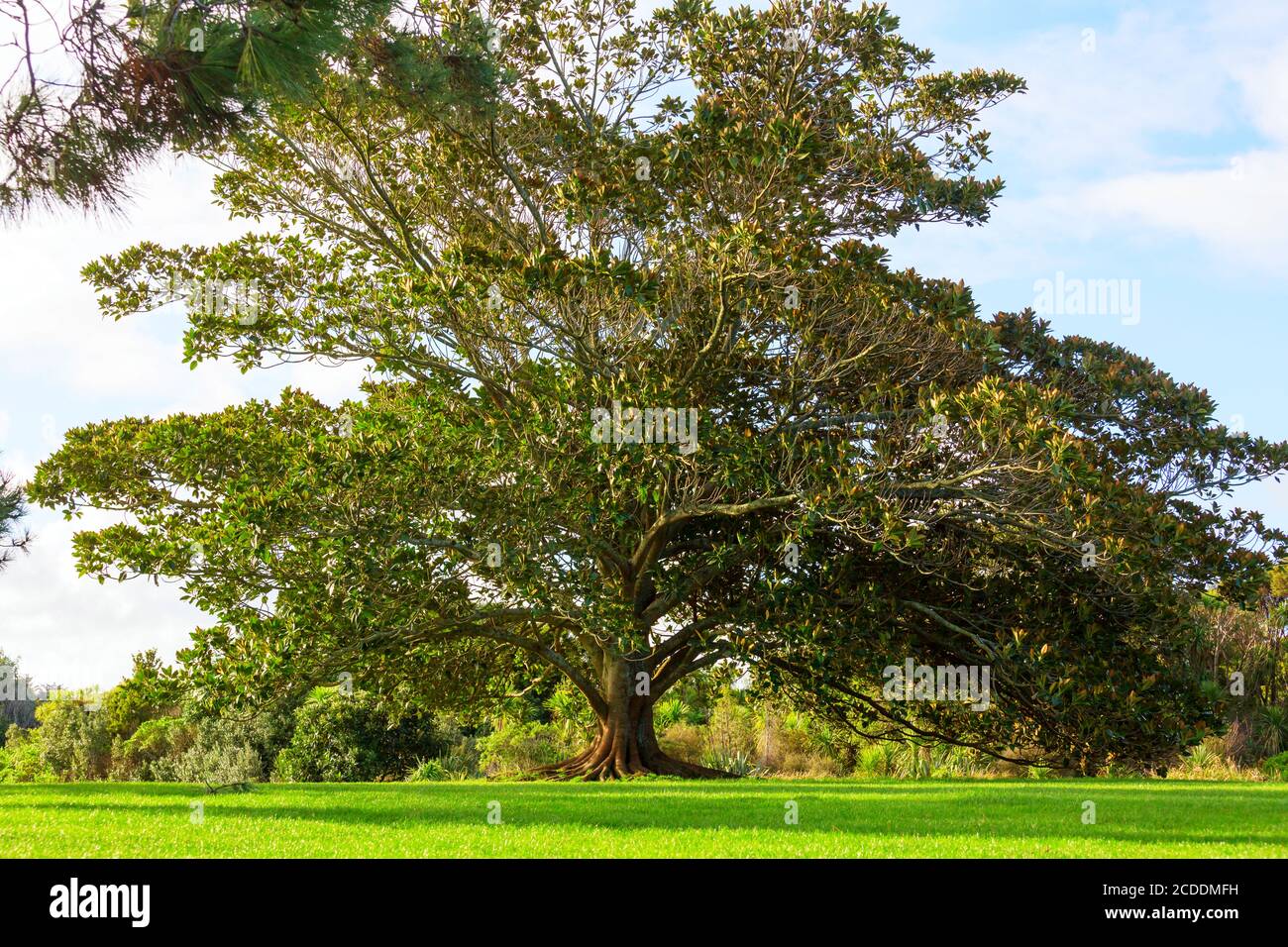 Unusual Big tree in New Zealand. Wanderlust concept Stock Photo - Alamy