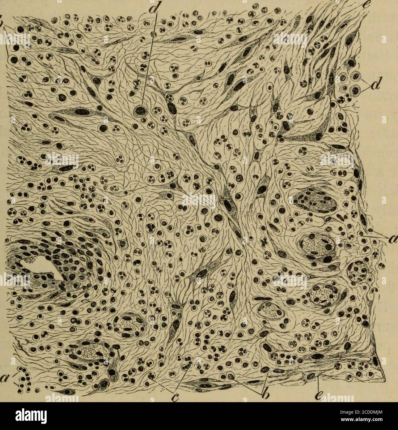 . The elements of pathological histology with special reference to ...