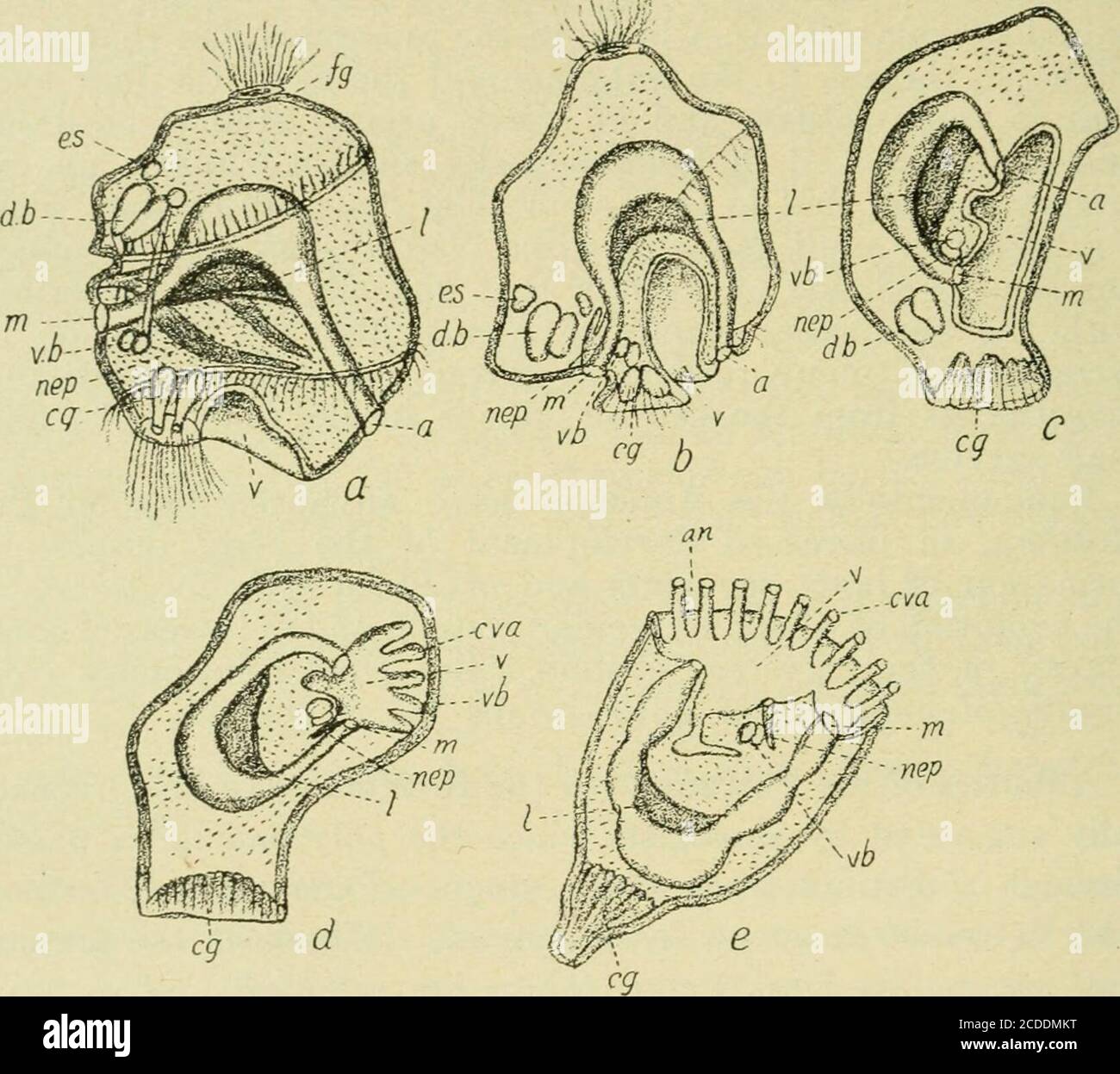Examples Of Rotifera