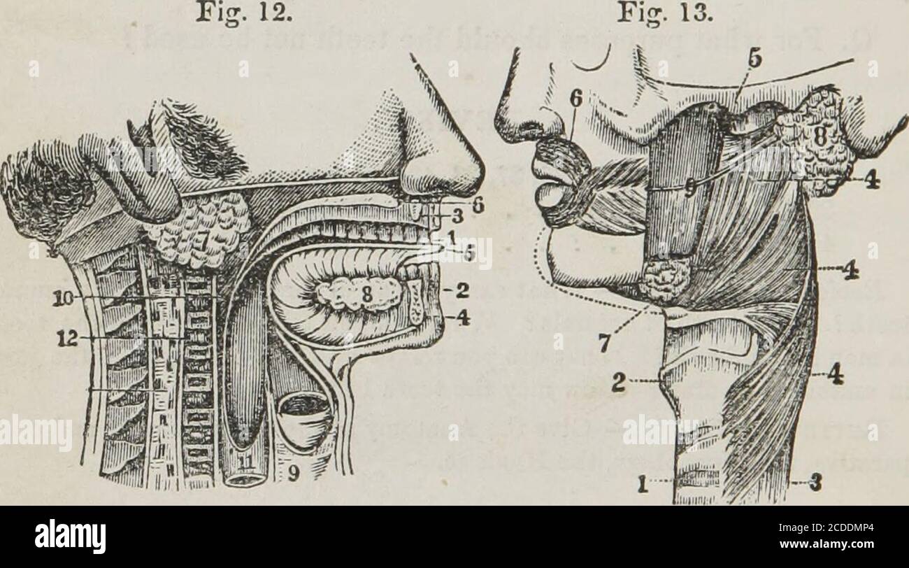 . Human and comparative anatomy, physiology, and hygiene . jawsin ...