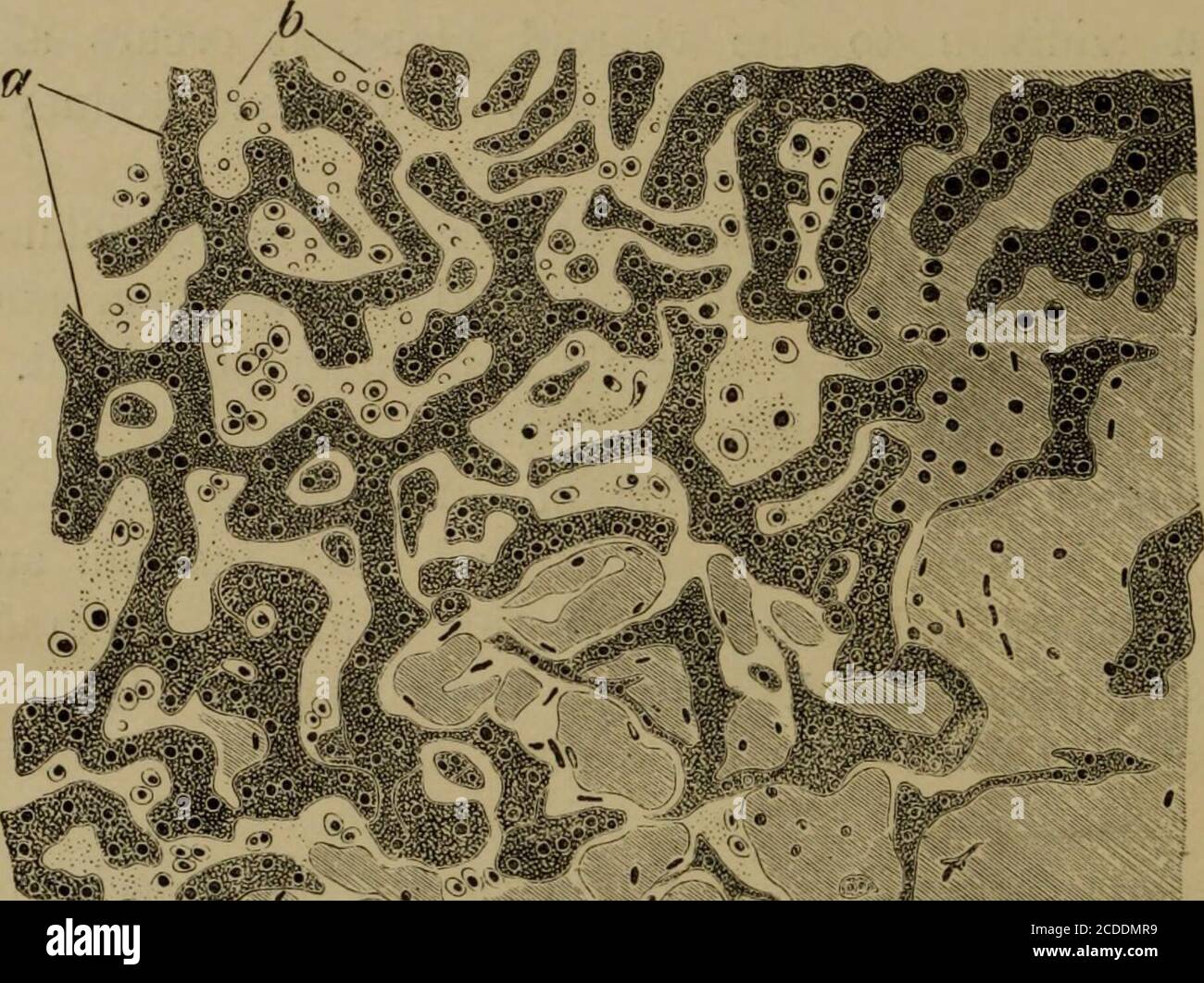 . The elements of pathological histology with special reference to ...