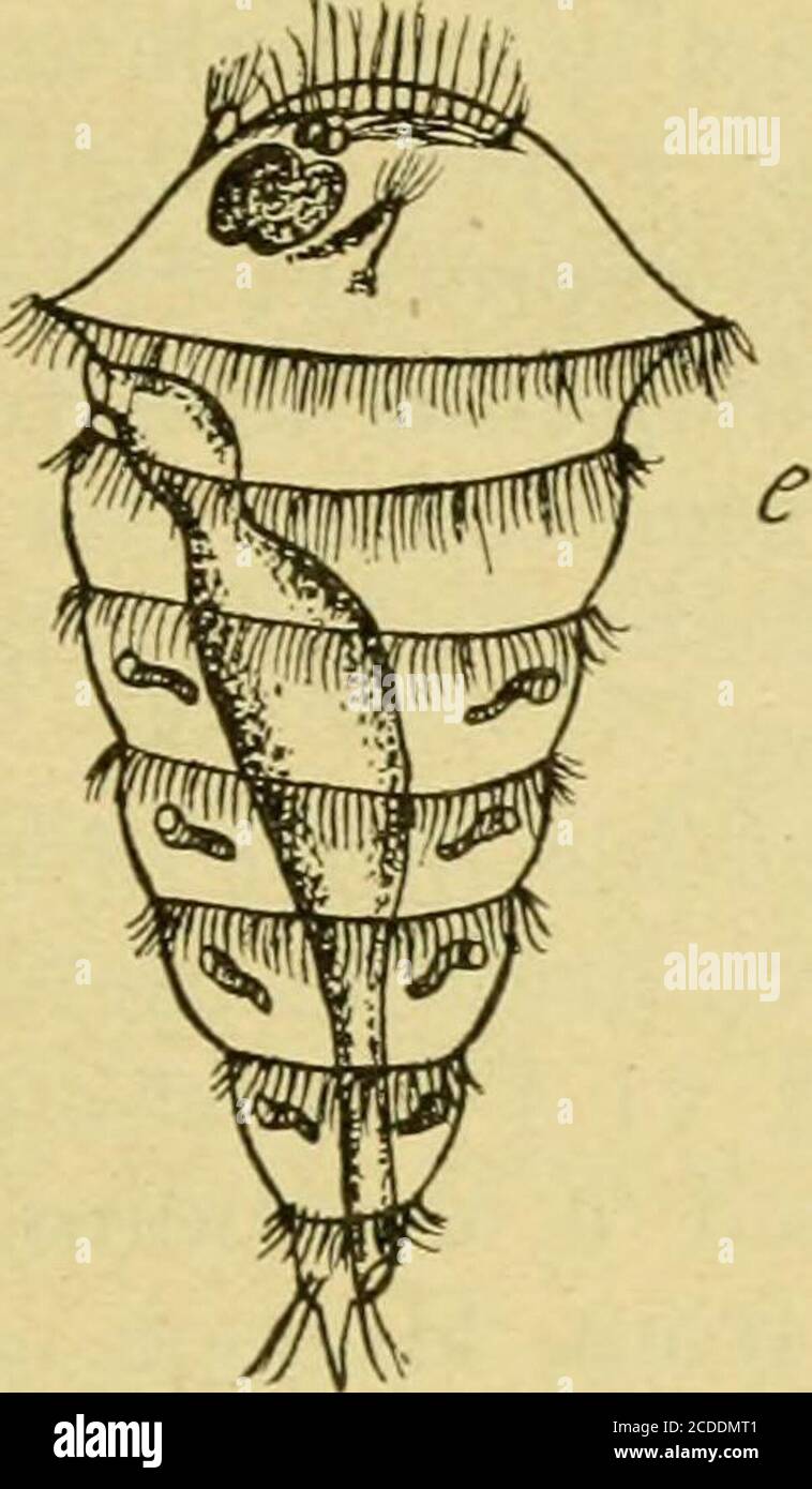 . The causes and course of organic evolution; . ^ Stock Photo - Alamy