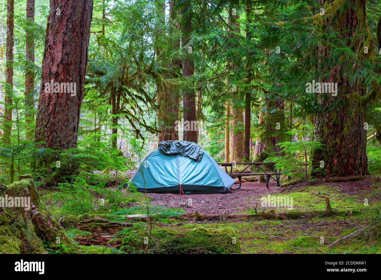 Modern tourist tent hanging between trees in green forest Stock Photo ...