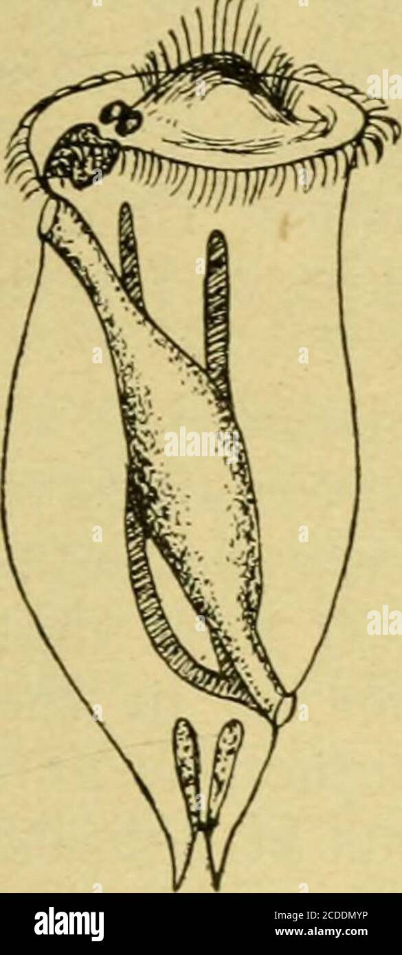 Polysegmental hi-res stock photography and images - Alamy
