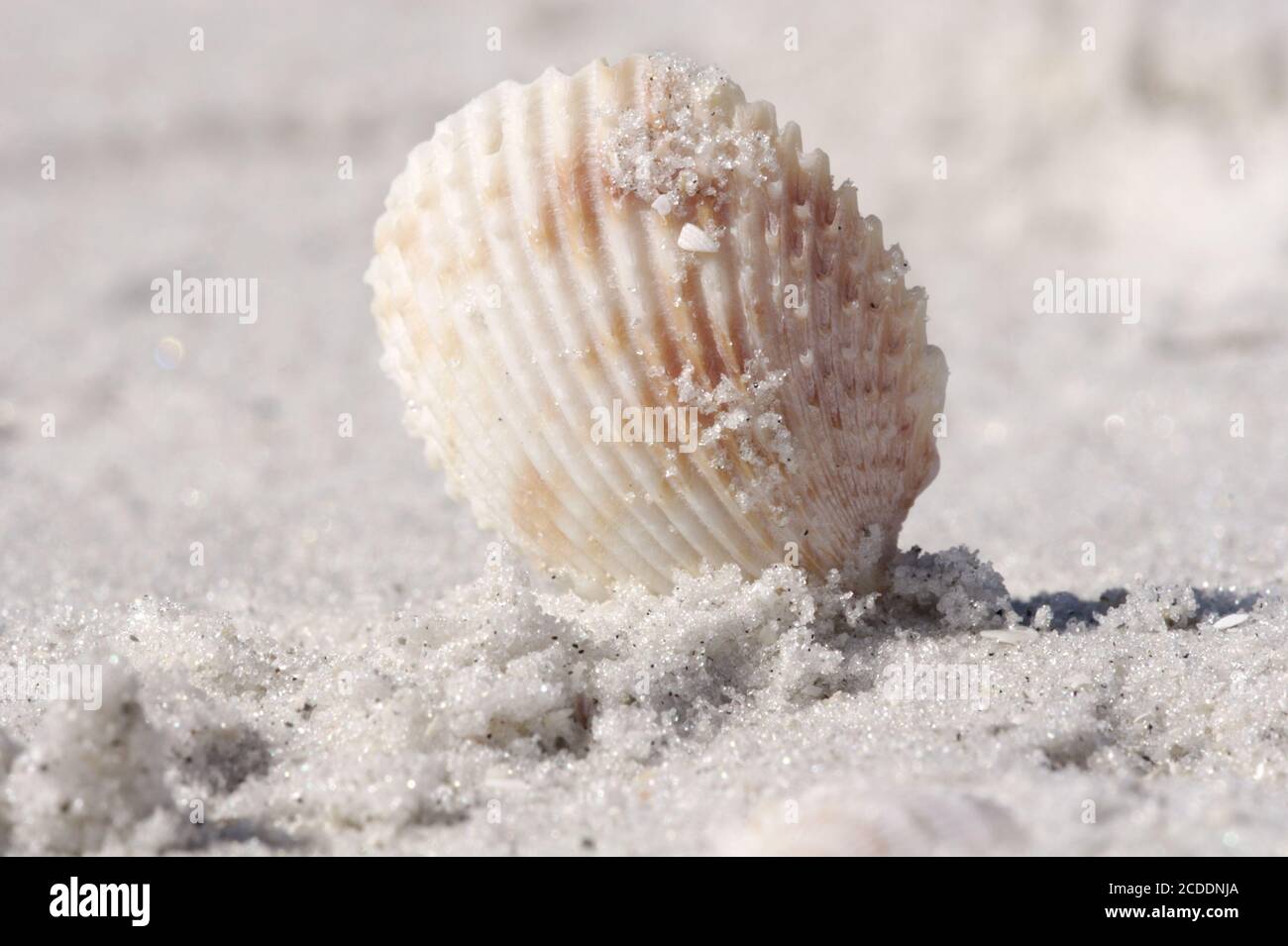 Mussel Sanibel Island Stock Photo - Alamy
