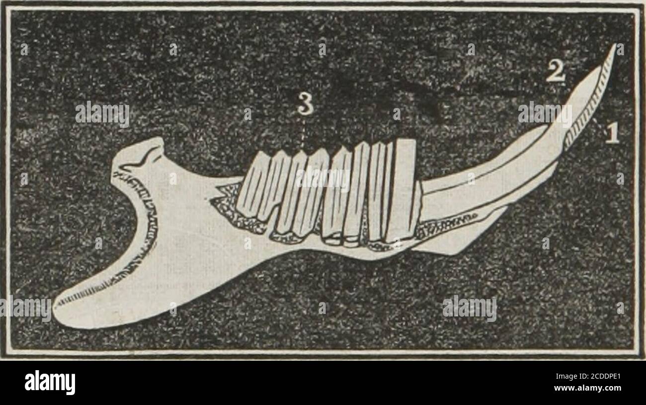 . Human and comparative anatomy, physiology, and hygiene . esents the ...