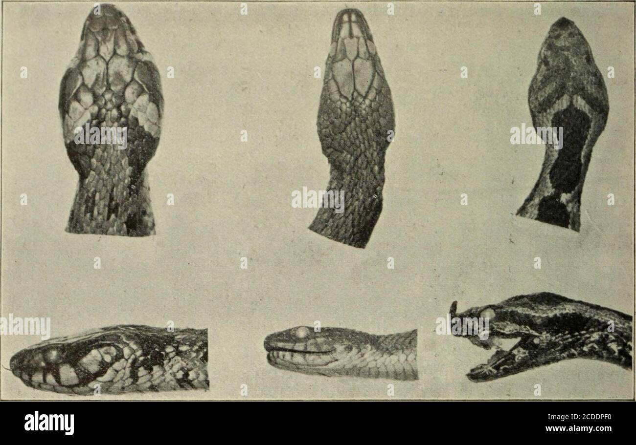 Plaha hi-res stock photography and images - Alamy