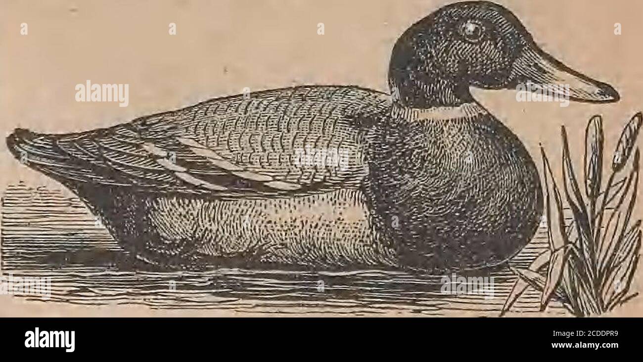 Cue cards hi-res stock photography and images - Alamy