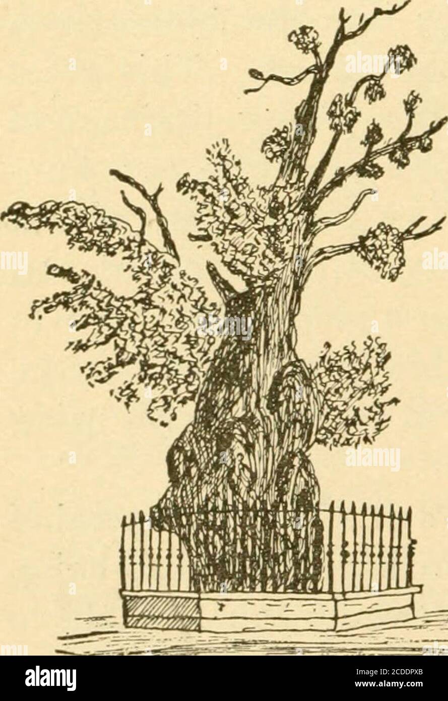 Arbol de cortez hi-res stock photography and images - Alamy