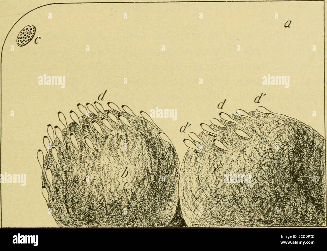 . The causes and course of organic evolution; . onsive tothe earths ...