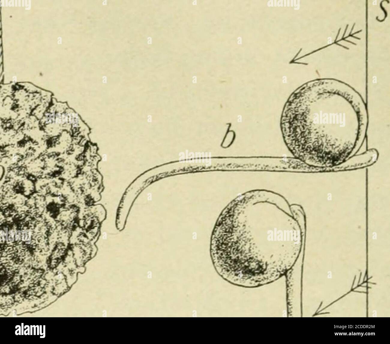 Geotropism seedlings hi-res stock photography and images - Alamy