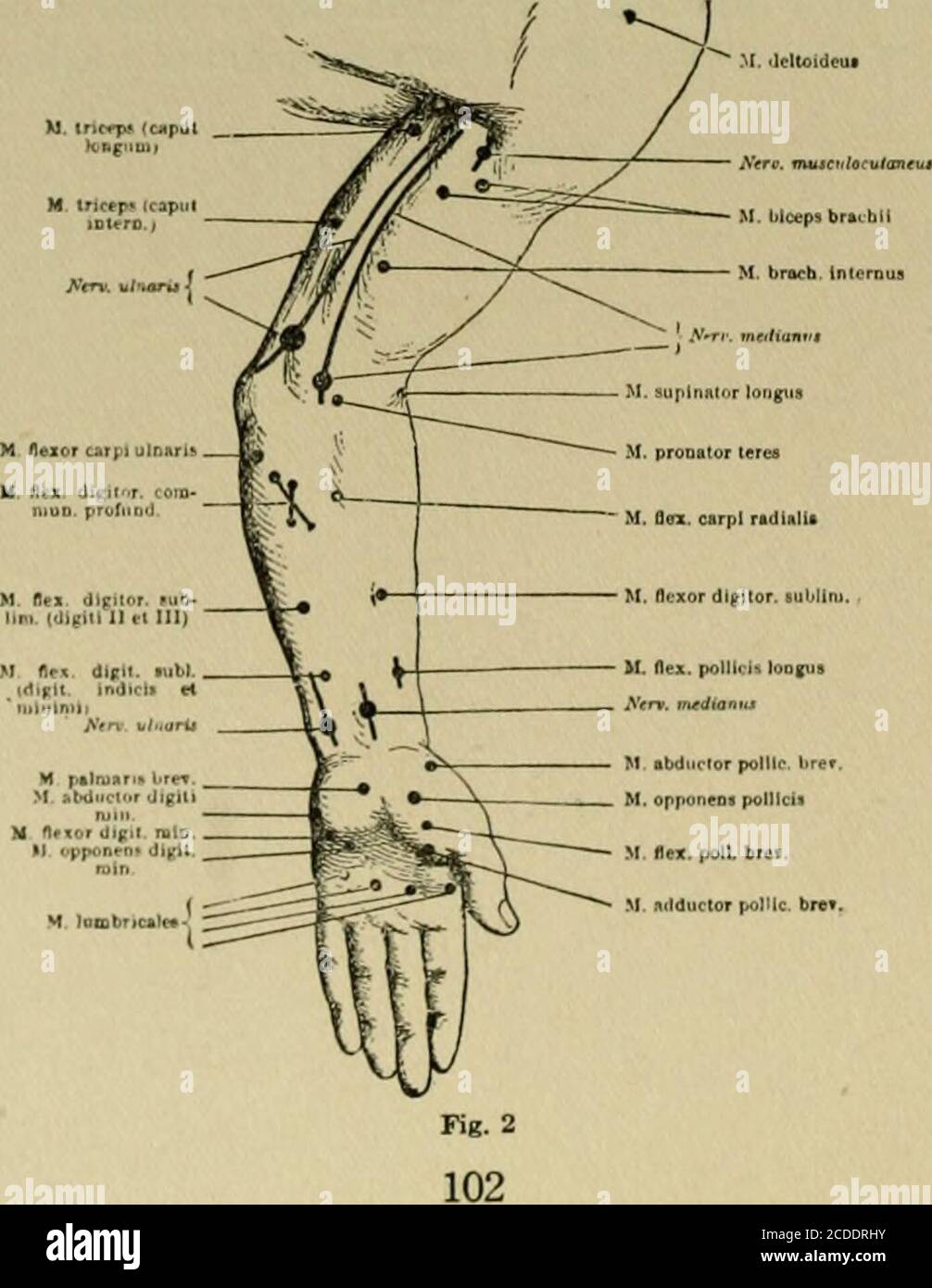 . An atlas of the differential diagnosis of the diseases of the nervous ...