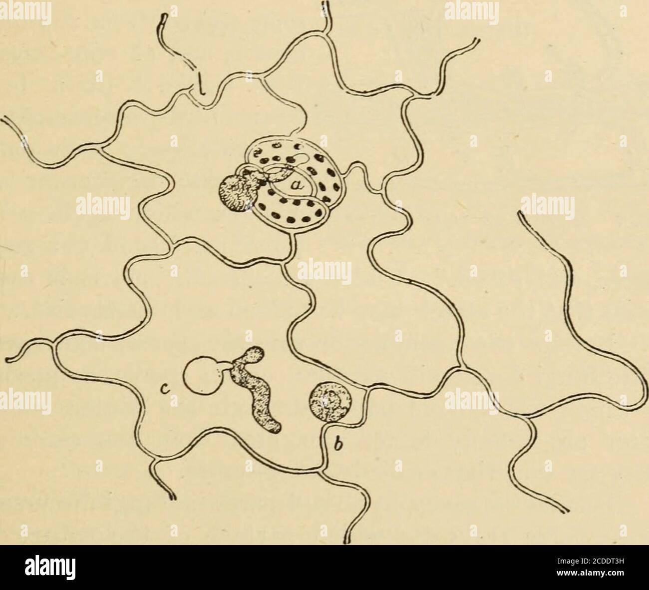 Breathing pore hi-res stock photography and images - Alamy