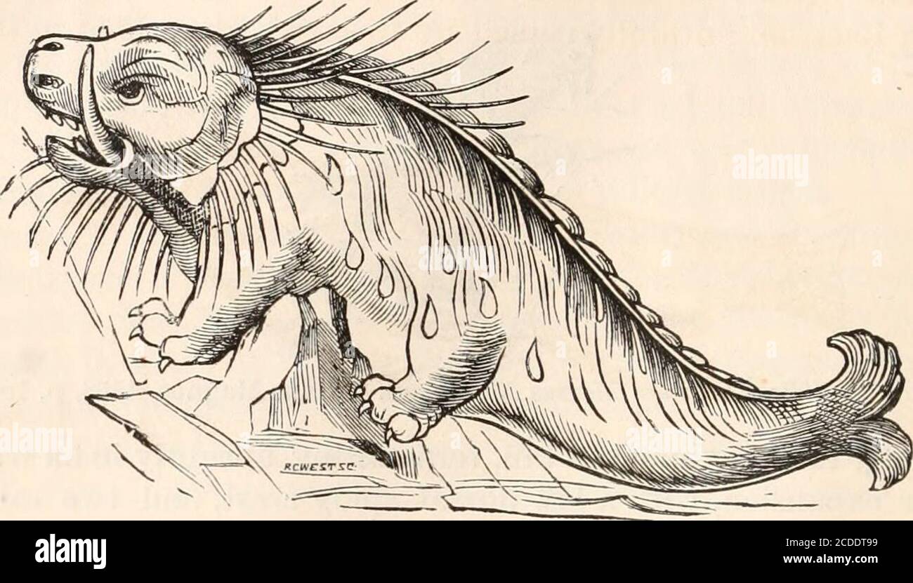 . History of North American pinnipeds, a monograph of the walruses, sea ...