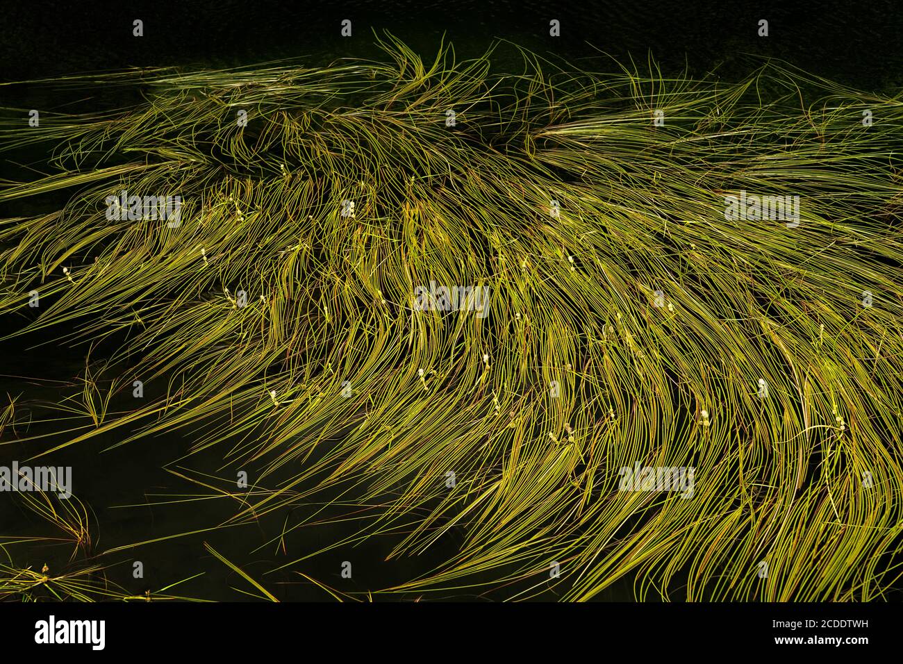 Buttercups backdrop hi-res stock photography and images - Alamy