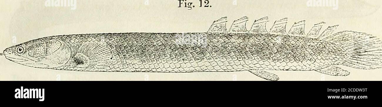 Polypterus Retropinnis