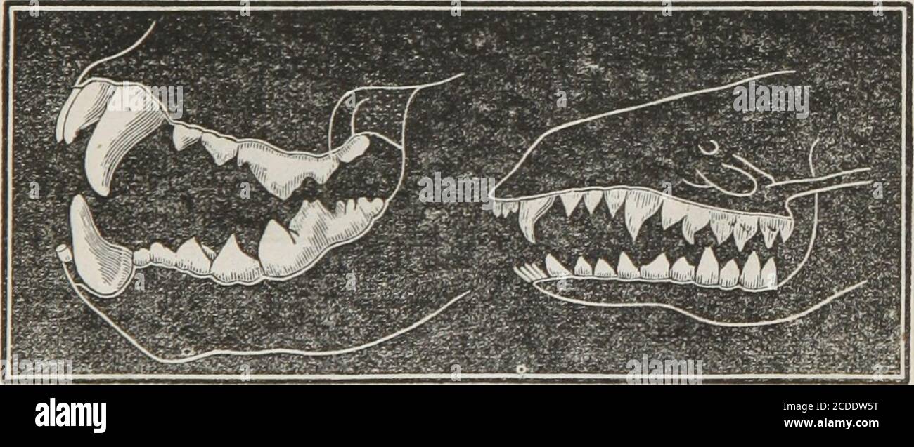 . Human and comparative anatomy, physiology, and hygiene . ounds,but ...