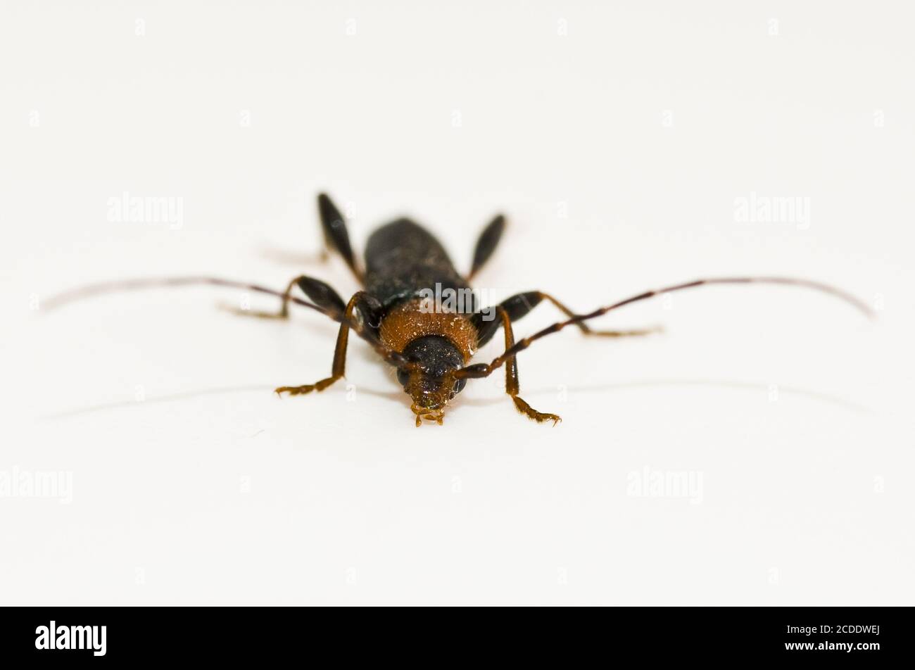 Sleeping bug hi-res stock photography and images - Alamy