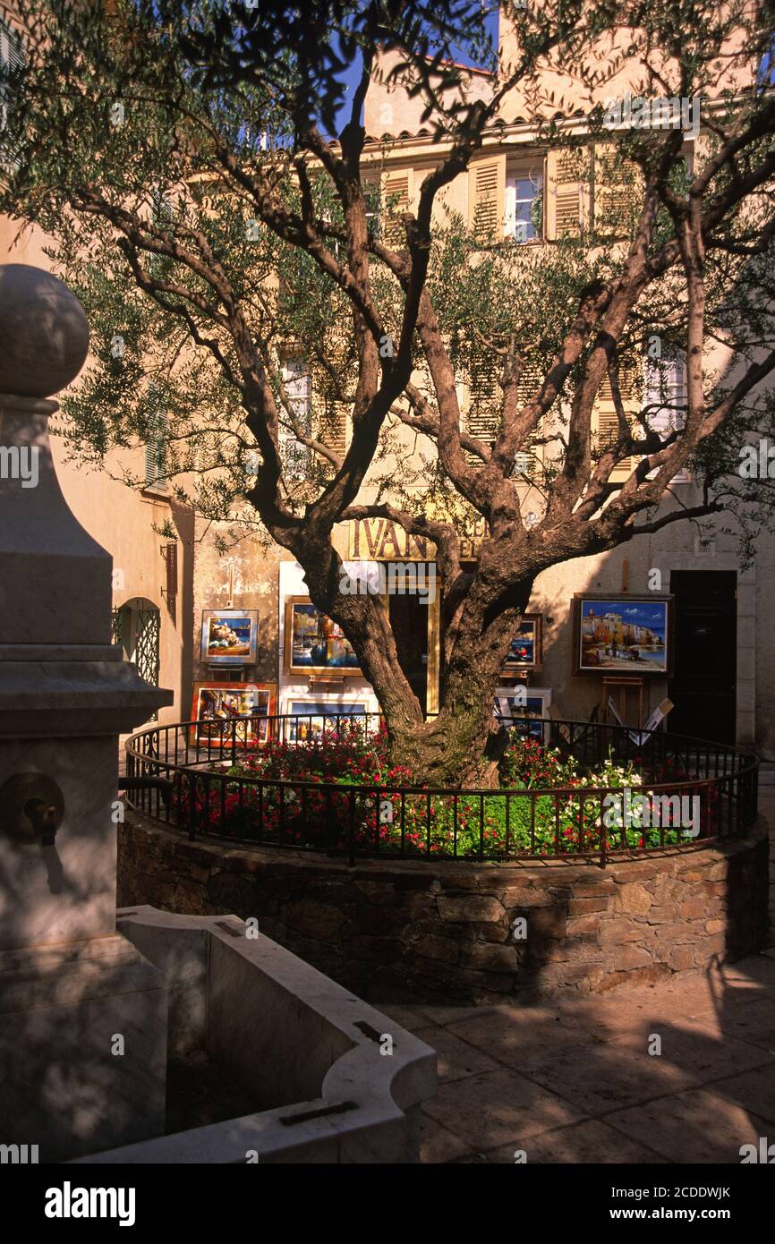 St Tropez small tree-lined square Stock Photo - Alamy